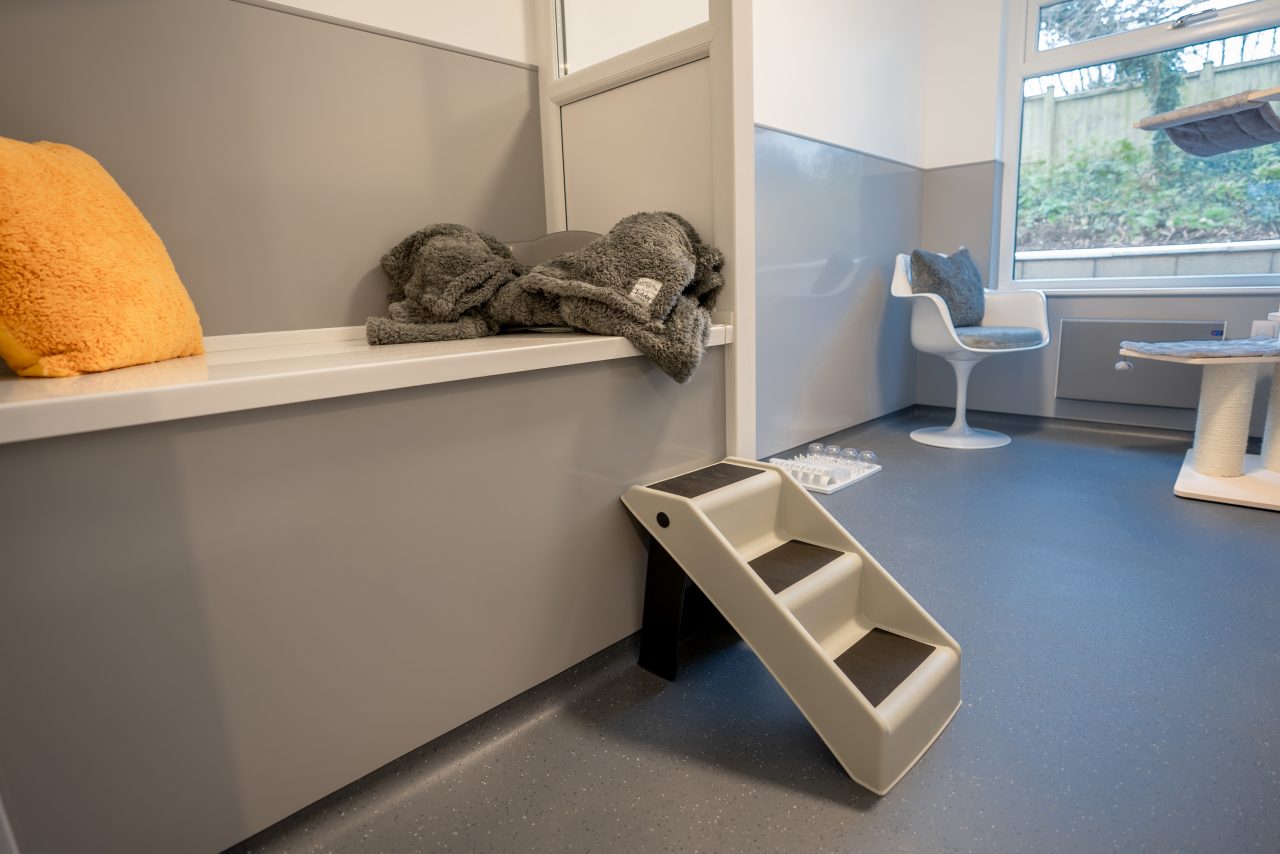 Suites | Kernow Cat Hotel